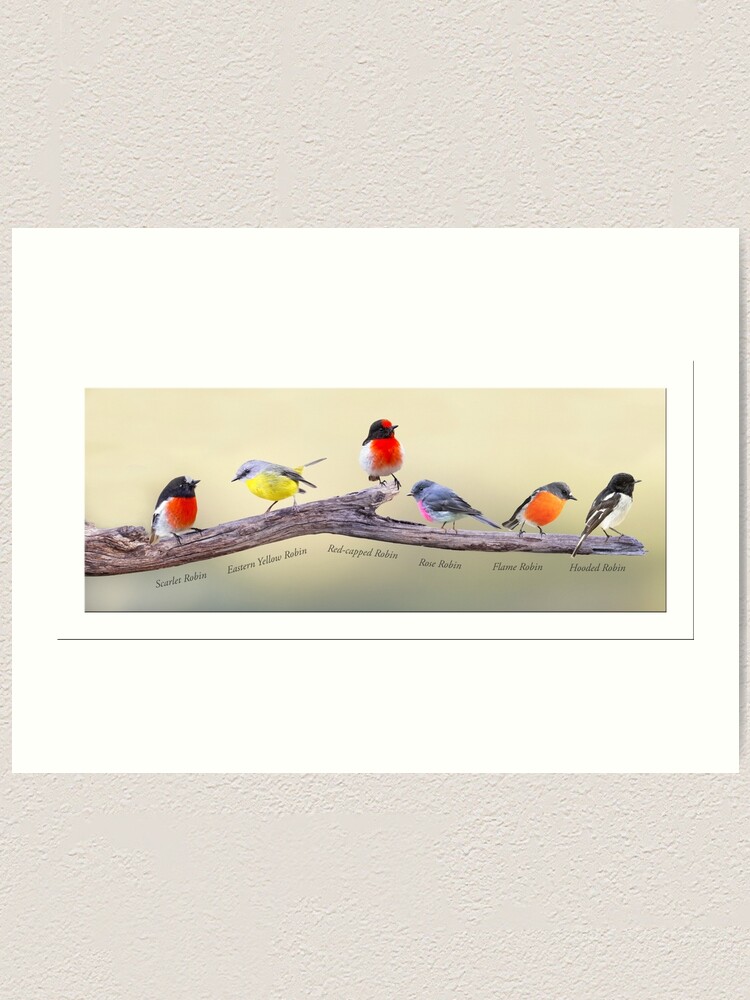 "Australian Robins Collage" Art Print for Sale by Seesee | Redbubble