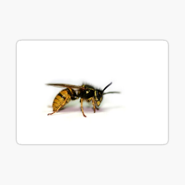 "WASP 1" Sticker by ANDIBLAIR | Redbubble