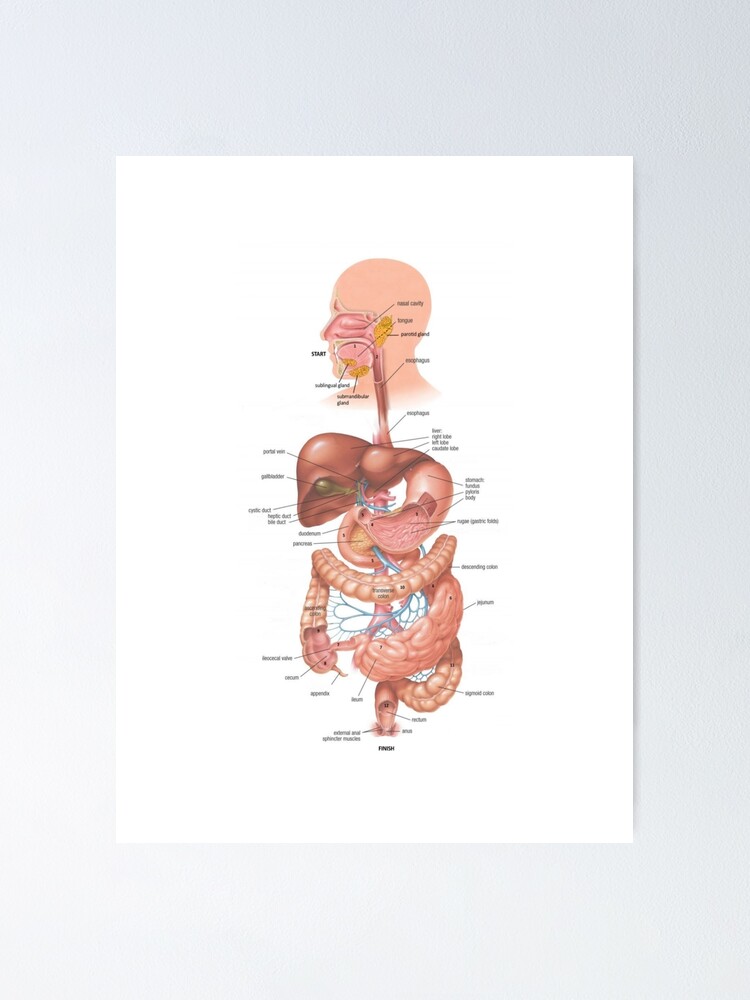 "Digestive System Diagram " Poster for Sale by Weird-Artss | Redbubble