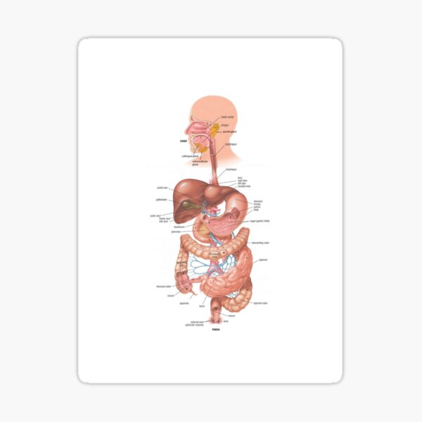 "Digestive System Diagram " Sticker for Sale by Weird-Artss | Redbubble