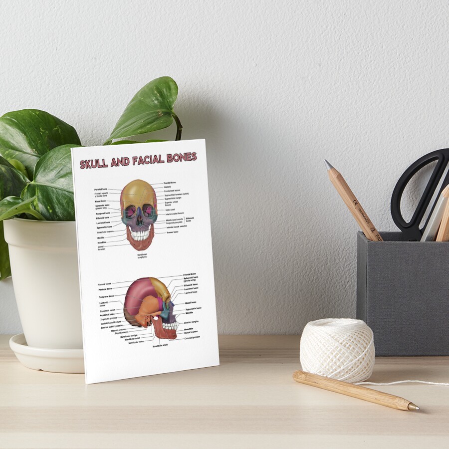 "Skull and Facial Bones " Poster for Sale by Weird-Artss | Redbubble