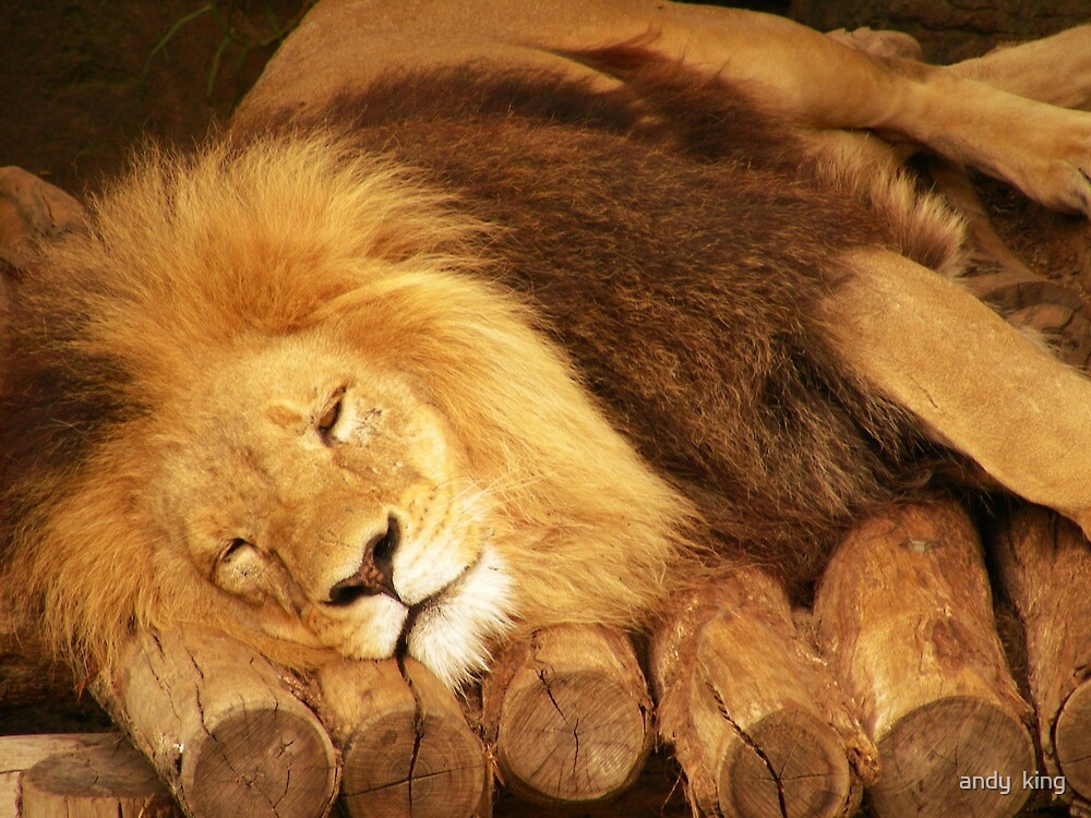 " lion log" by andy king | Redbubble
