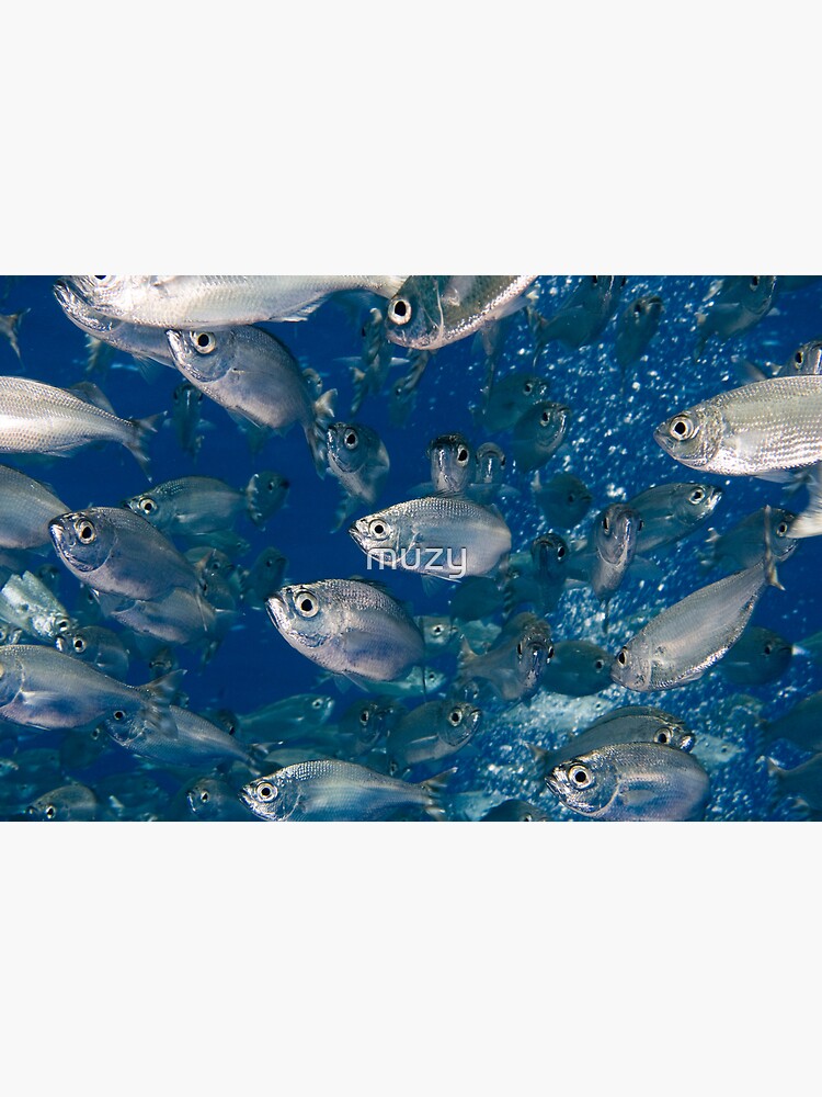 "Scad Fish" Poster by muzy | Redbubble