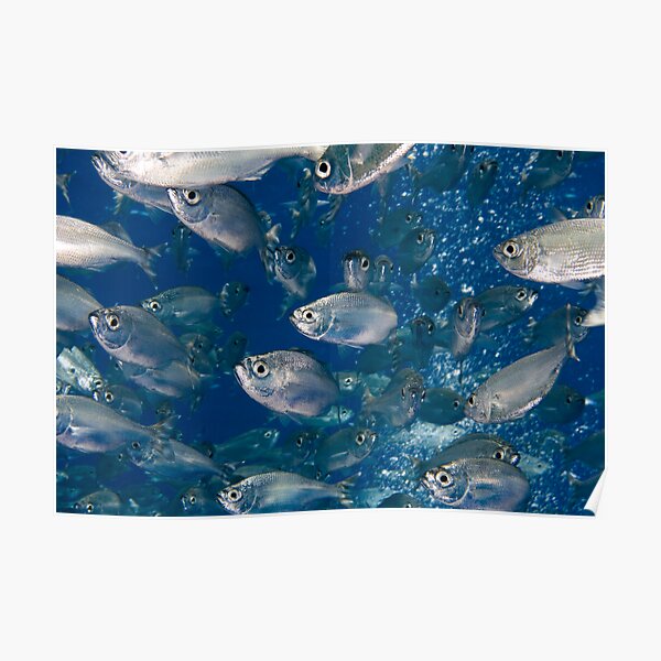 "Scad Fish" Poster by muzy | Redbubble