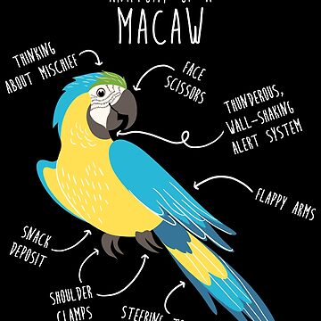 "Blue and Gold Macaw Parrot Anatomy" Sticker for Sale by Clara Hollins ...