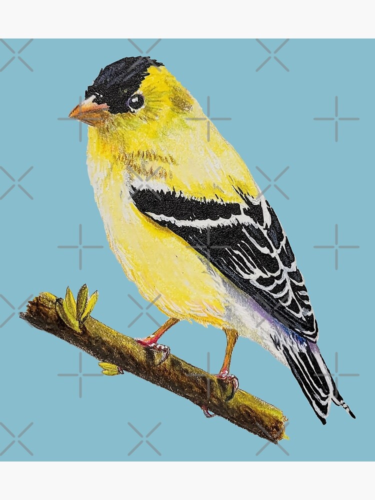 American Goldfinch Drawing