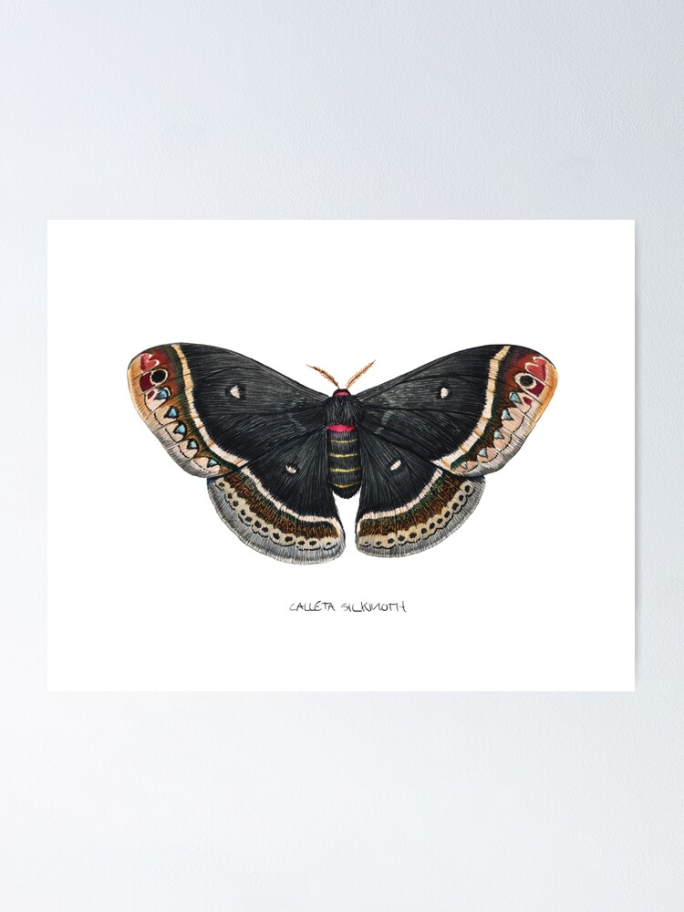 "Calleta Silkmoth (Eupackardia calleta)" Poster for Sale by JadaFitch ...