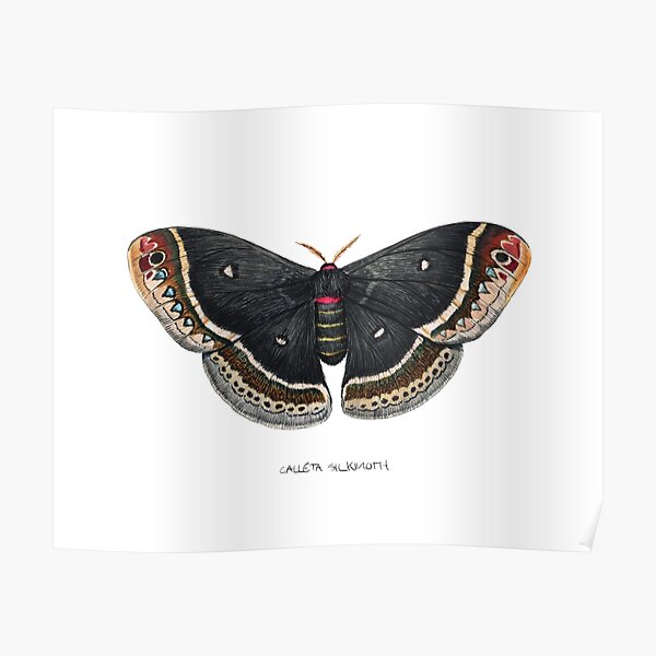 "Calleta Silkmoth (Eupackardia calleta)" Poster for Sale by JadaFitch ...