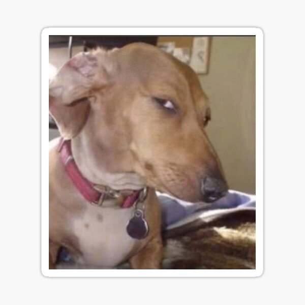 "bombastic side eye dog" Sticker for Sale by laraloosbergh | Redbubble