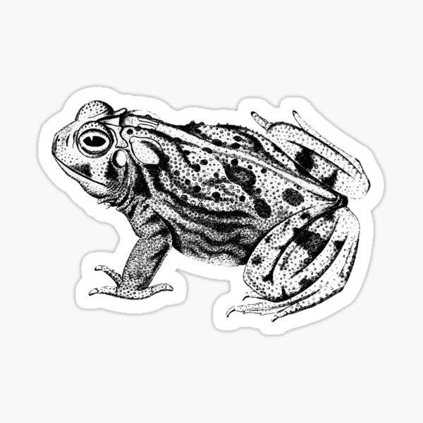 "Pencil Drawing For Lovers of Frogs and Toads" Sticker for Sale by ...
