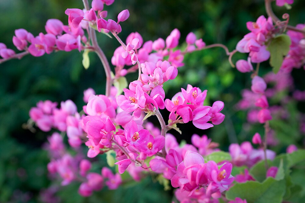 "Wild flowers, Baucau. East Timor" by John Tozer | Redbubble