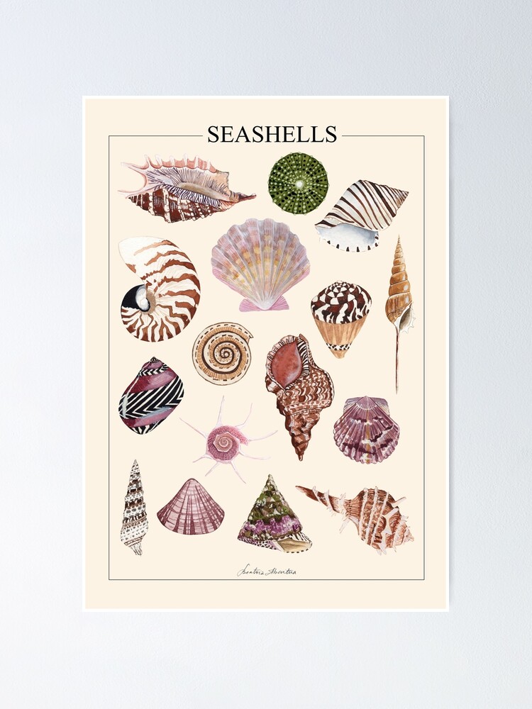 "SEASHELLS POSTER-beige line" Poster for Sale by bananaflamingo | Redbubble