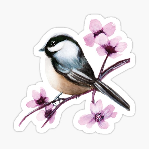 "Chickadee bird and cherry blossoms watercolour painting" Sticker for ...
