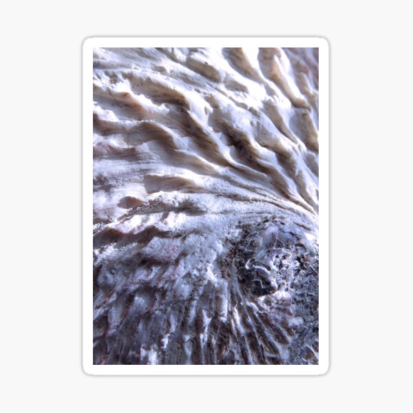 "Abalone Abstract" Sticker for Sale by SexyEyes69 | Redbubble