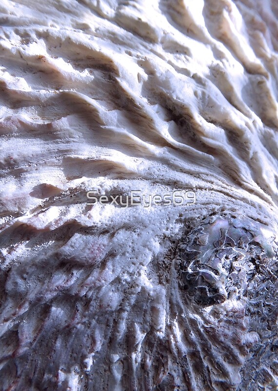 "Abalone Abstract" by SexyEyes69 | Redbubble