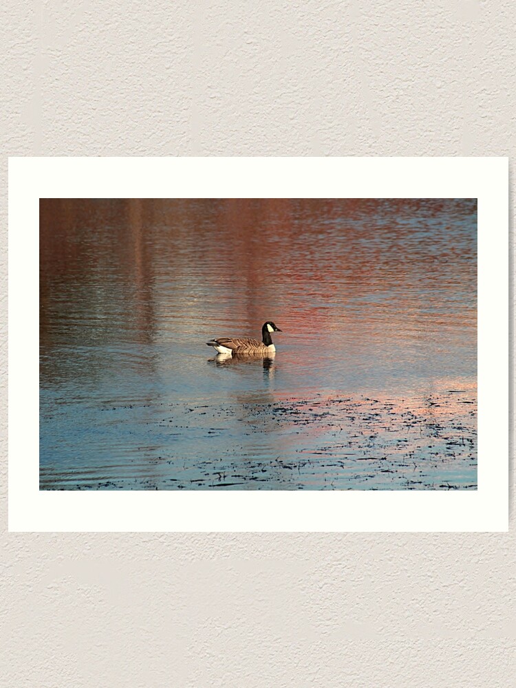 "Peaceful solitude" Art Print by backyardwonders | Redbubble