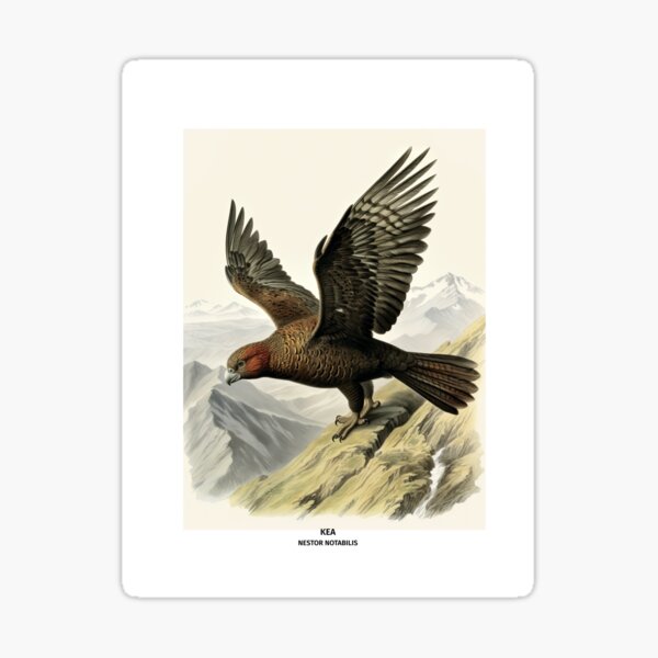 "Birds of New Zealand - Kea" Sticker for Sale by randomorder | Redbubble