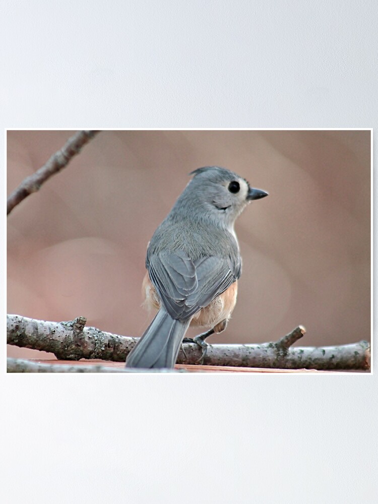 "Tufted titmouse profile" Poster by backyardwonders | Redbubble