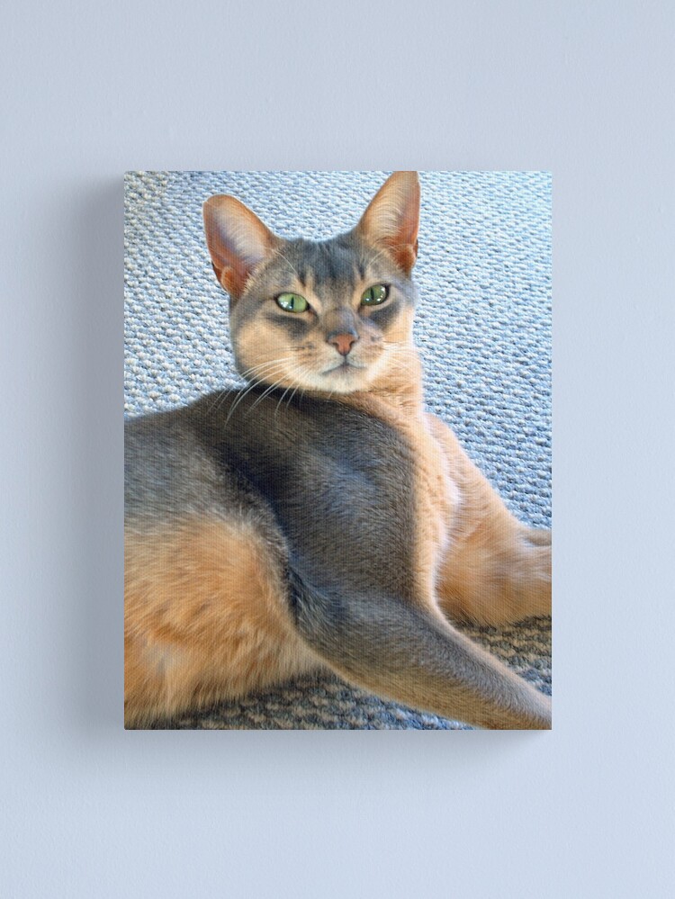 Blue Abyssinian Cat
