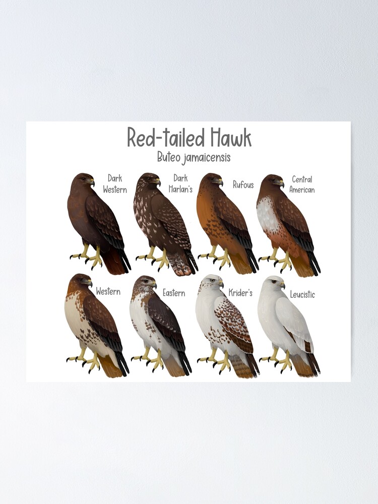 "Red-tailed Hawk Morphs and Subspecies" Poster for Sale by ...
