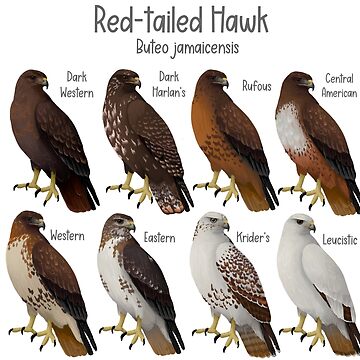 "Red-tailed Hawk Morphs and Subspecies" Sticker for Sale by ...