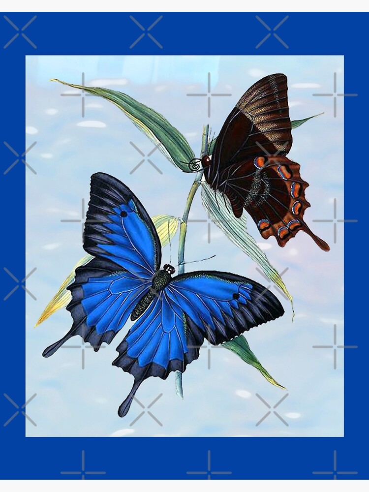 Blue Mountain Swallowtail Butterfly