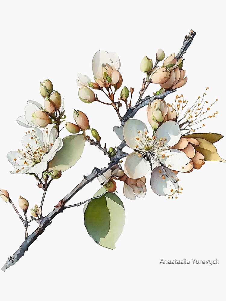"Sticker Beautiful realistic flower on a tree branch. Sticker almond ...