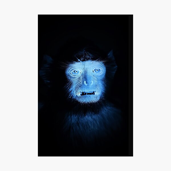 "Blue Faced Monkey On Black" Photographic Print for Sale by robspencer ...