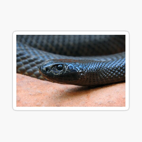 "Inland Taipan" Sticker for Sale by kirstybush | Redbubble