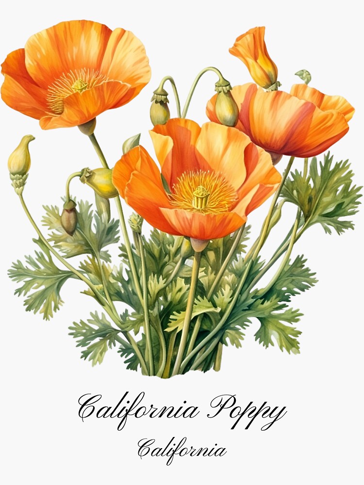 "California State Flower- California Poppy" Sticker for Sale by ...