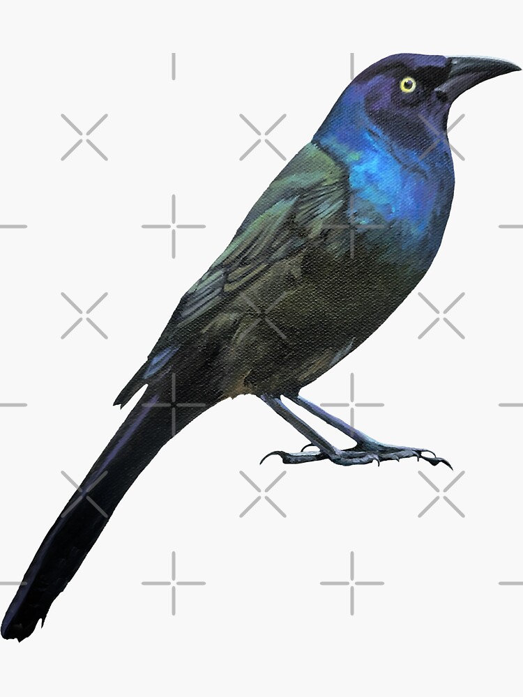 "Grackle Business (no background)" Sticker for Sale by Emily Bickell ...