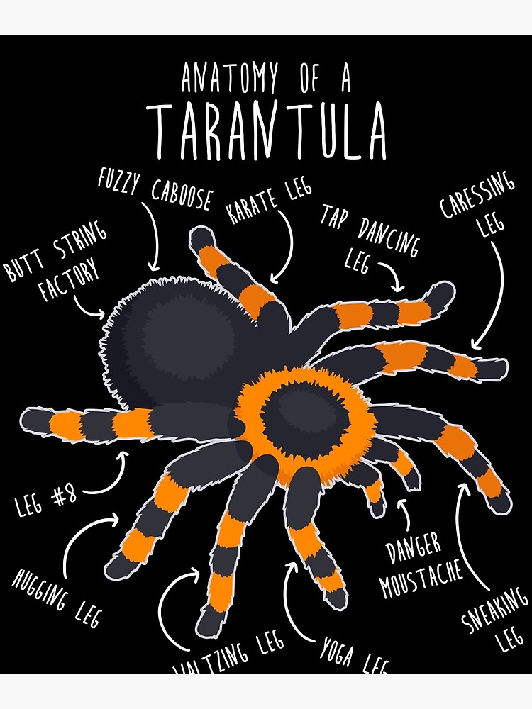 Tarantula Anatomy Poster