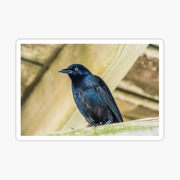 " Boat-tailed Grackle" Sticker by KensLensDesigns | Redbubble