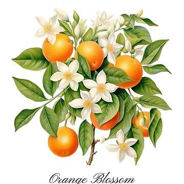 "Florida State Flower-Orange Blossom" Sticker for Sale by ...