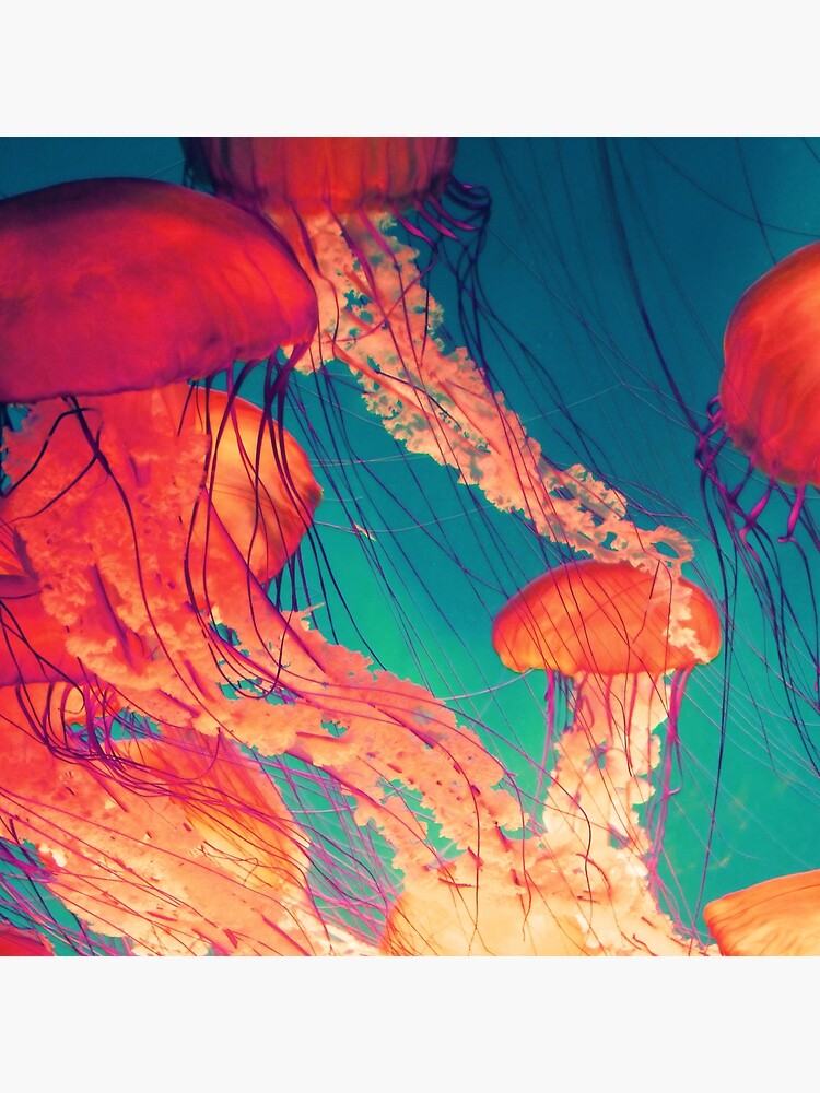"Jellyfish" Poster for Sale by OlaHolaHola | Redbubble