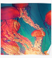 Jellyfish Posters | Redbubble
