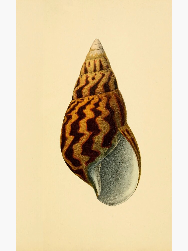"Spiral Seashell" Art Print for Sale by jimonym | Redbubble