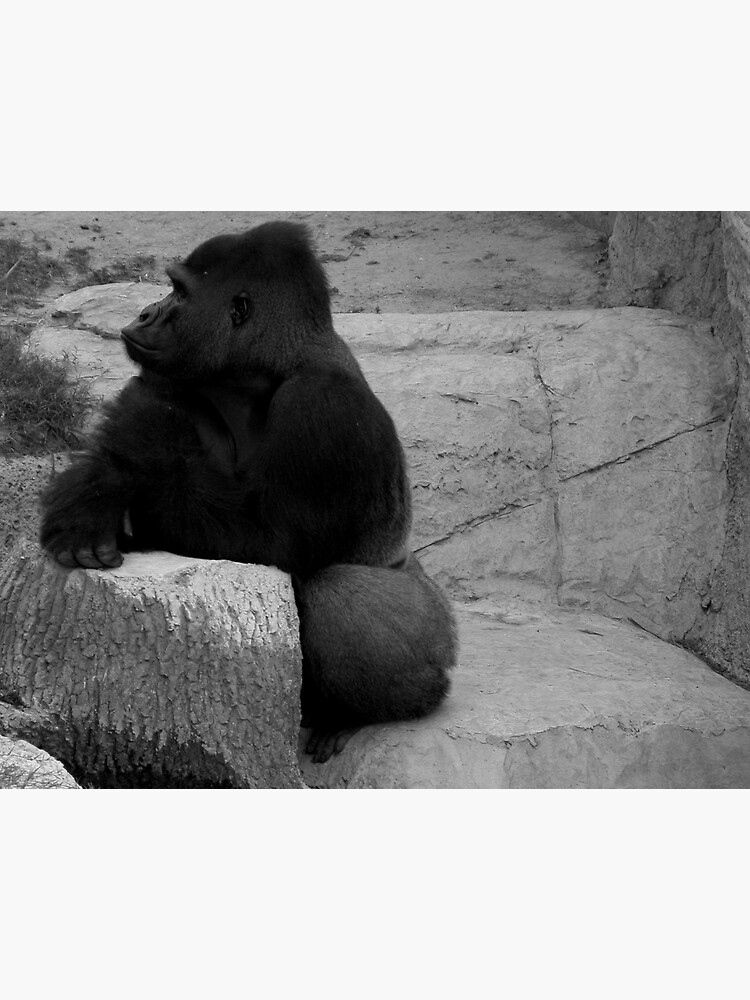 "Silverback" Sticker for Sale by Jayshree | Redbubble