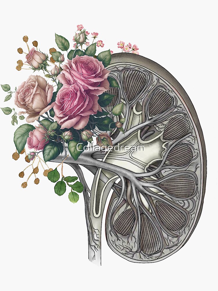 "Kidney section and pink roses, the importance of kidney health, kidney ...