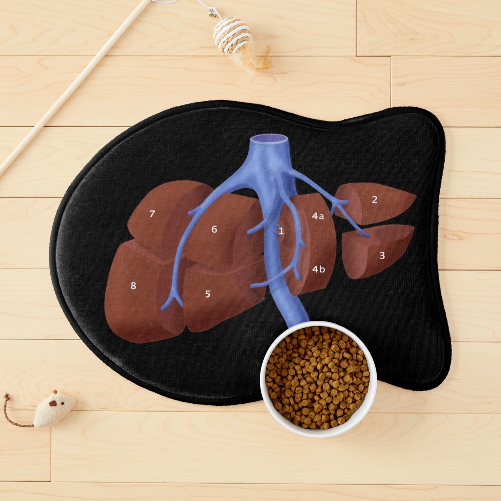 "Liver Anatomy Showing Segments" Sticker for Sale by ScienceSource ...