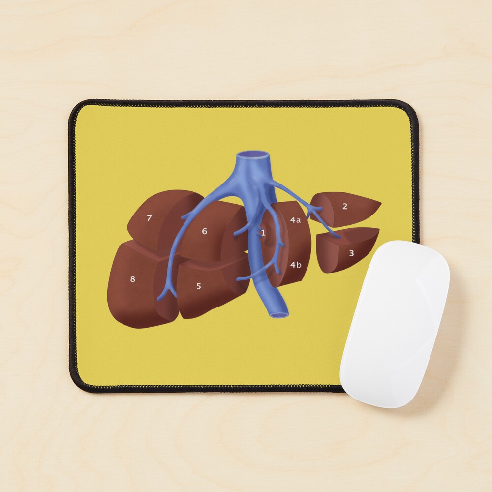 "Liver Anatomy Showing Segments" Sticker for Sale by ScienceSource ...