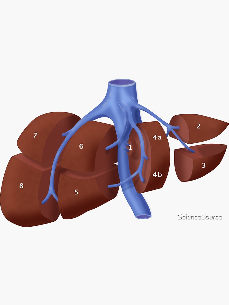 "Liver Anatomy Showing Segments" Sticker for Sale by ScienceSource ...