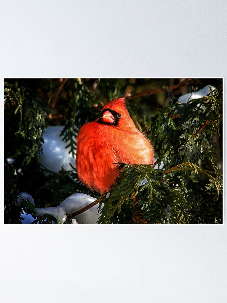 "red cardinal" Poster by gts1959 | Redbubble