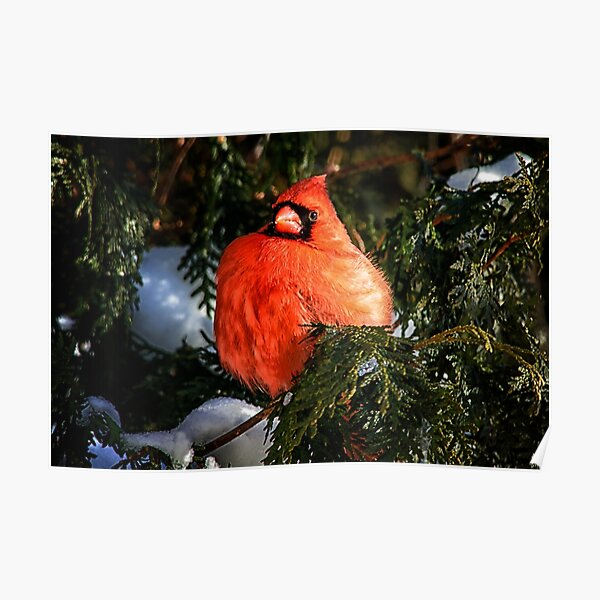 "red cardinal" Poster by gts1959 | Redbubble