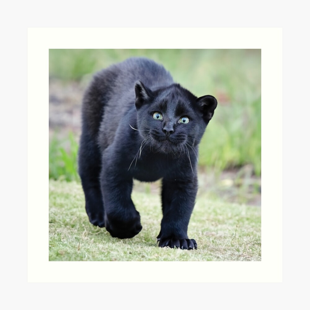 Baby Puma Poster