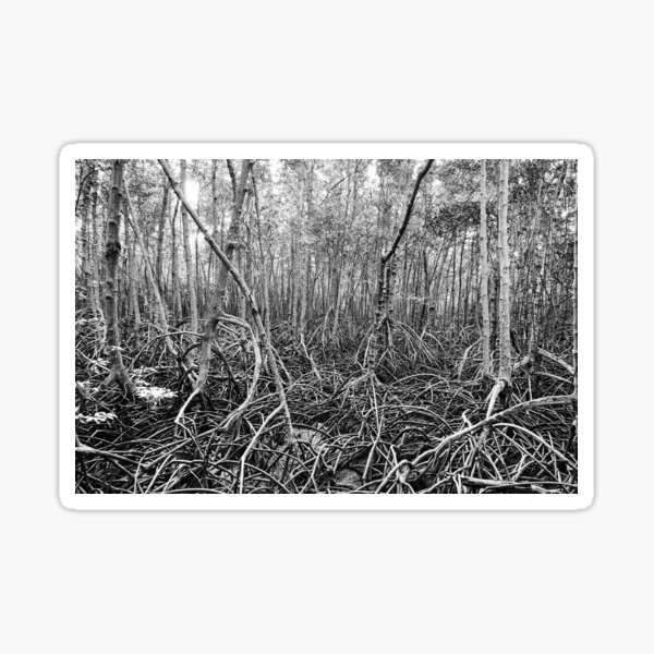 "Discover the majestic mangrove forest of Pran Buri Park in Thailand ...