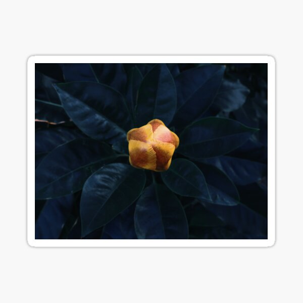 "Arcane Flower" Sticker for Sale by KiraYan | Redbubble