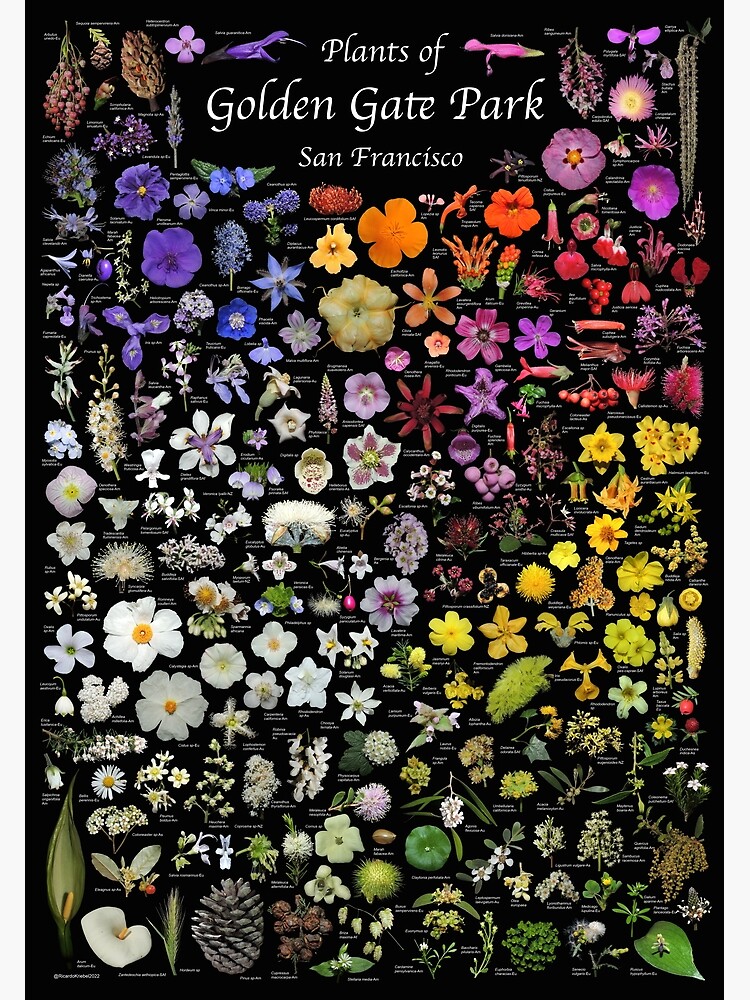 "Plants of Golden Gate Park - No background color" Poster for Sale by Ricardo Kriebel | Redbubble