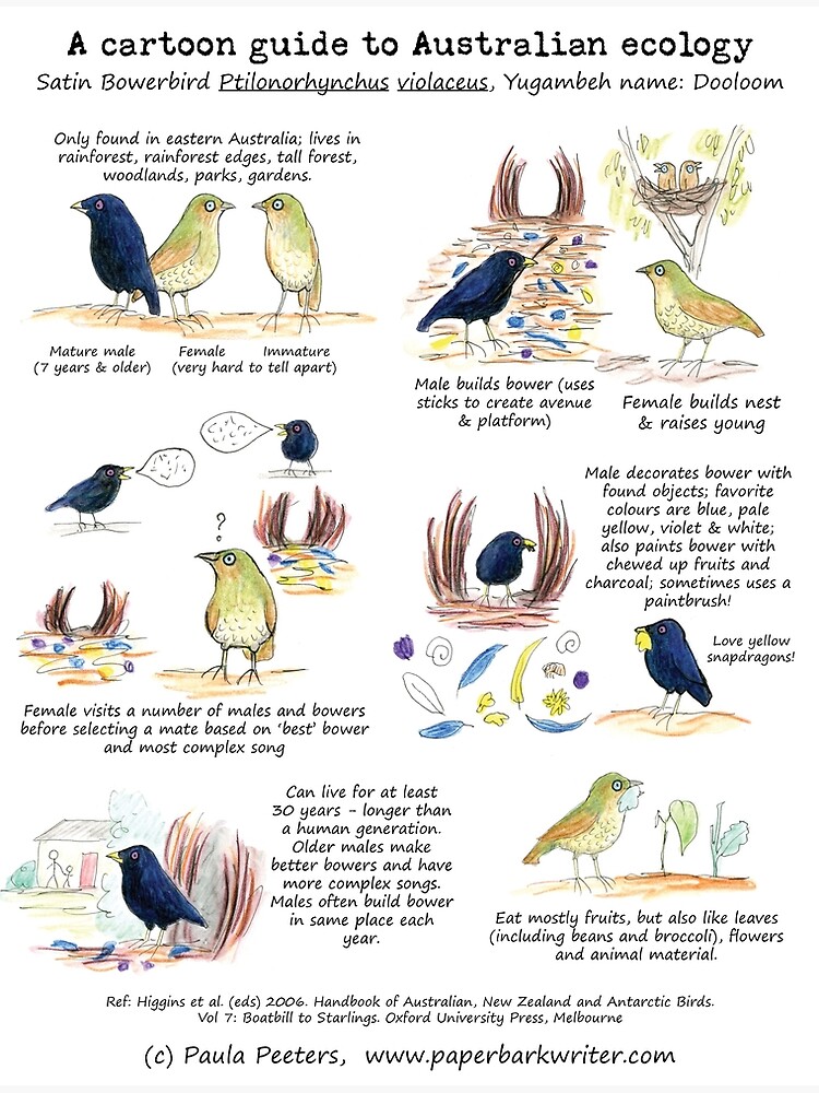 "A cartoon guide to the Satin Bowerbird" Photographic Print for Sale by ...