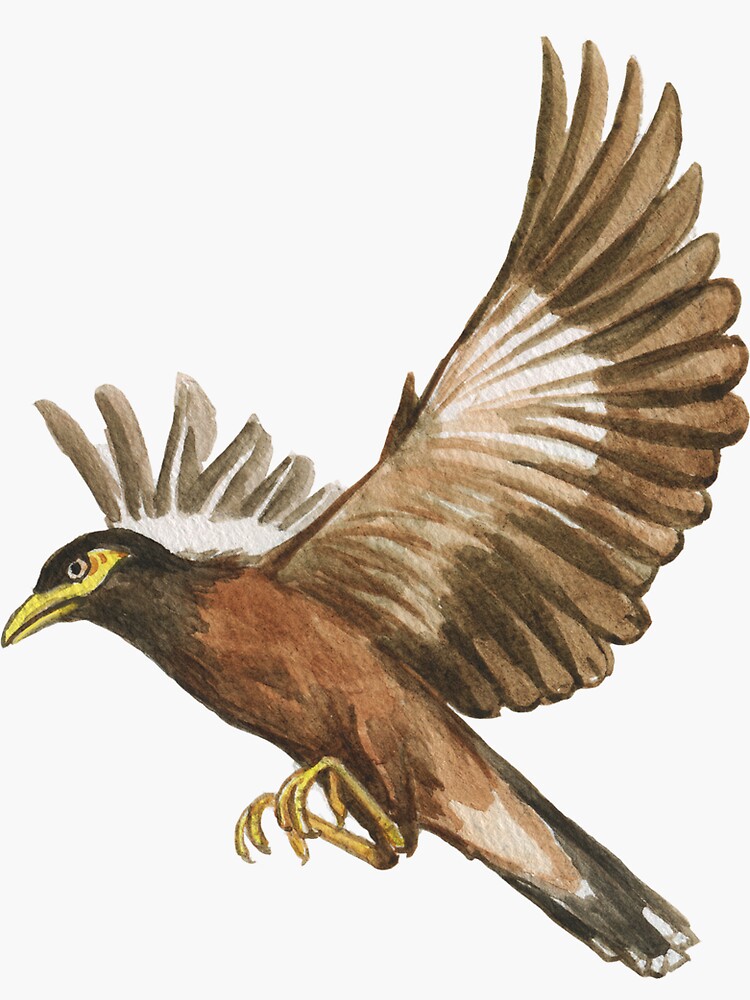 "Flying Mynah Bird" Sticker for Sale by ewglenah | Redbubble